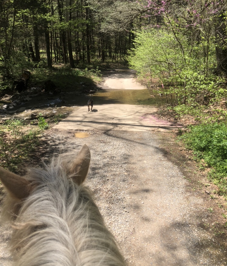 Trail Report: Vepco, 240A Straight Hollow Exploring | Blue Ridge Pony